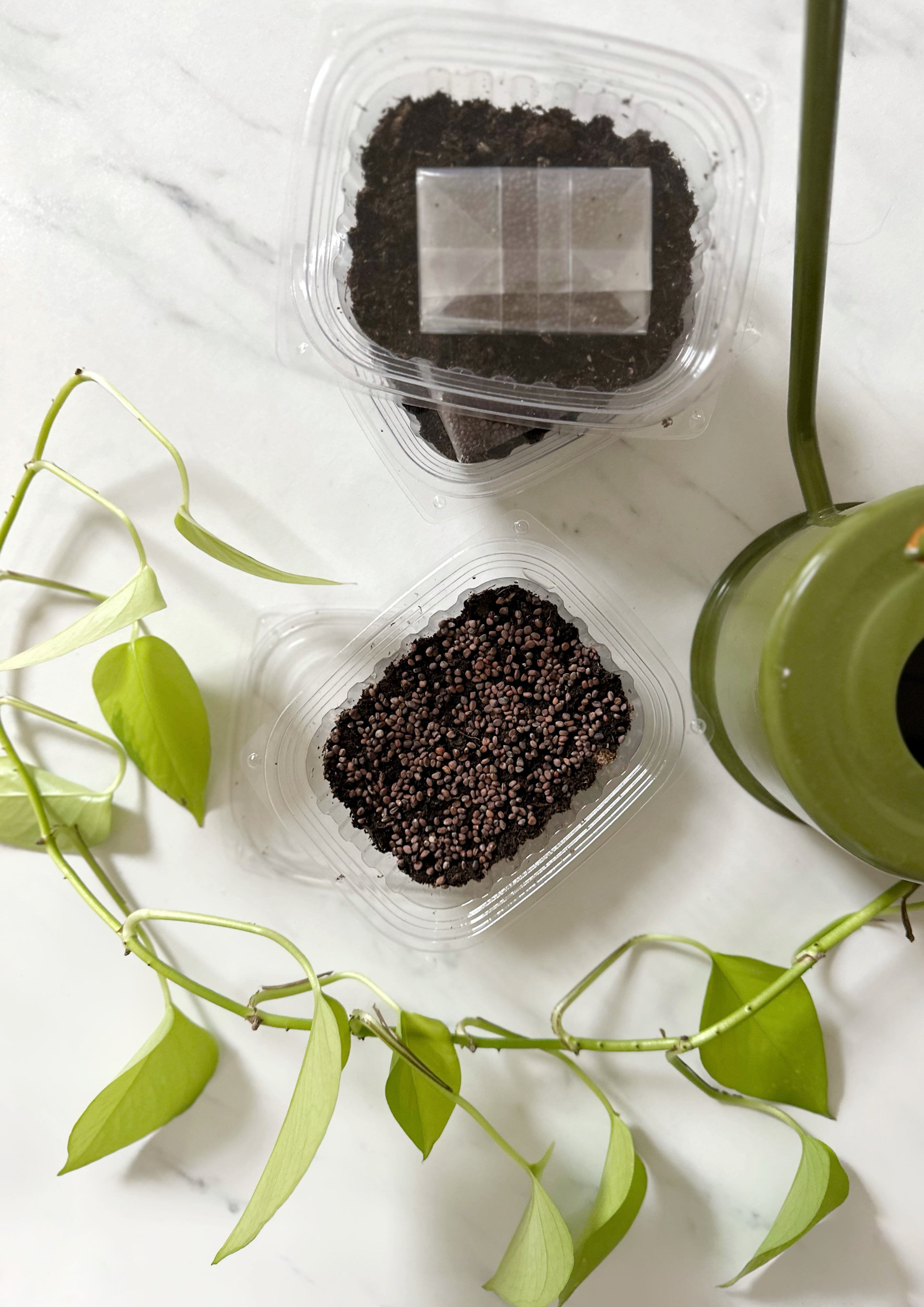 Grow At Home Microgreen Kits – Earnest Greens Inc.