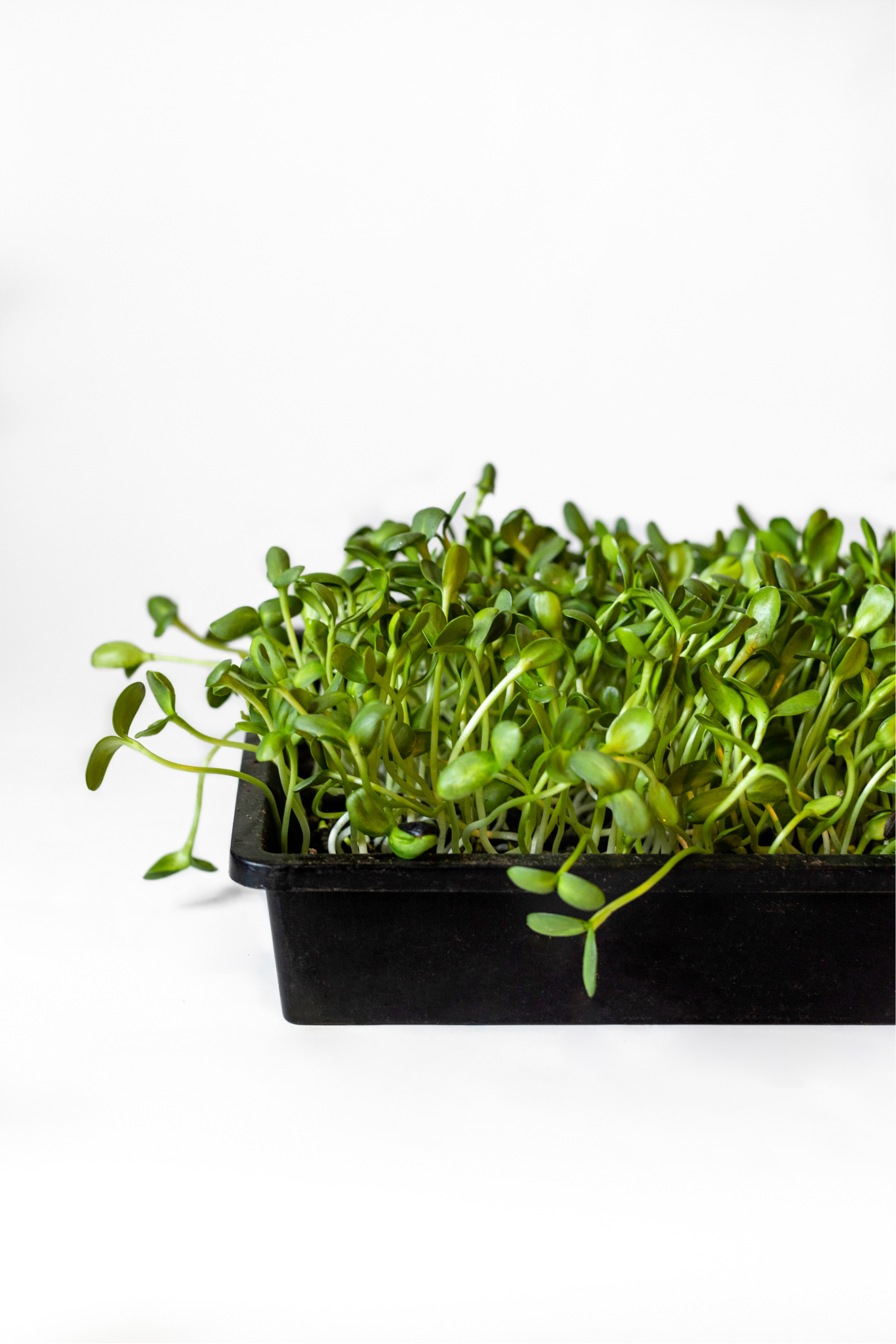 Sunflower Micros – Earnest Greens Inc.